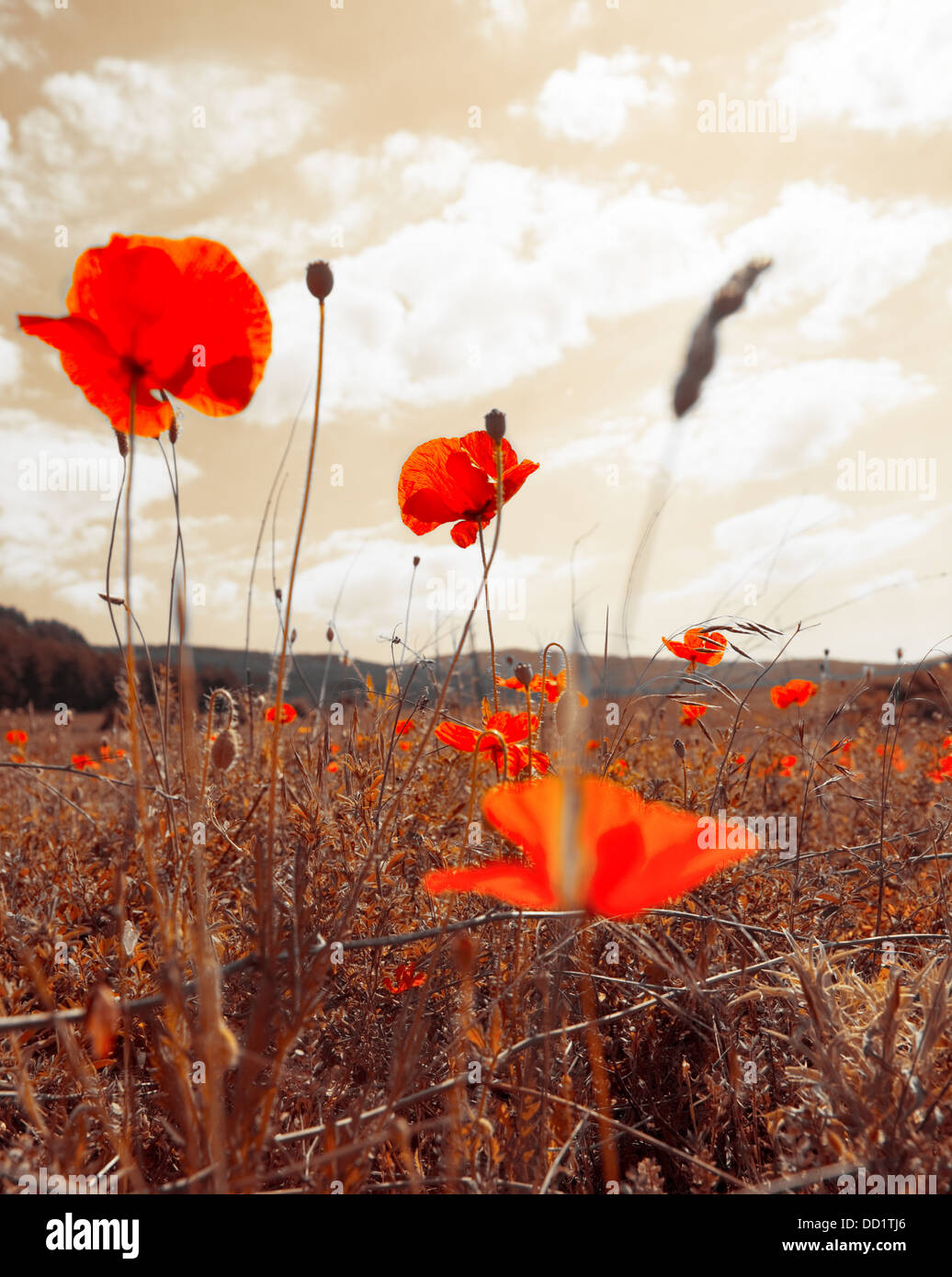 Field of roses Stock Photo - Alamy