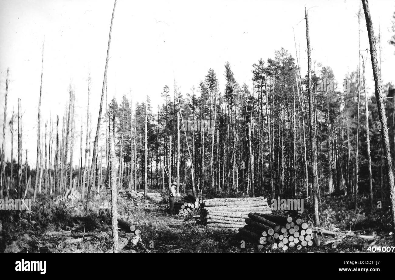 A clear-cut area in a mature Jack Pine forest, showing the effects of ...