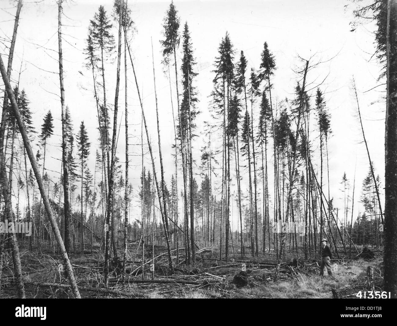A clear-cut section of Black Spruce Swamp, showing the impact of ...