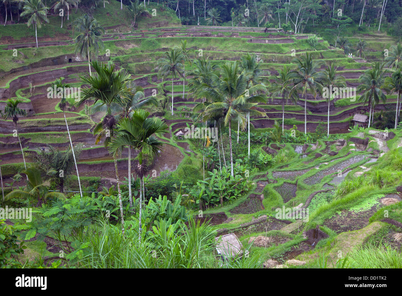 Scenes of Bali, Indonesia Stock Photo - Alamy