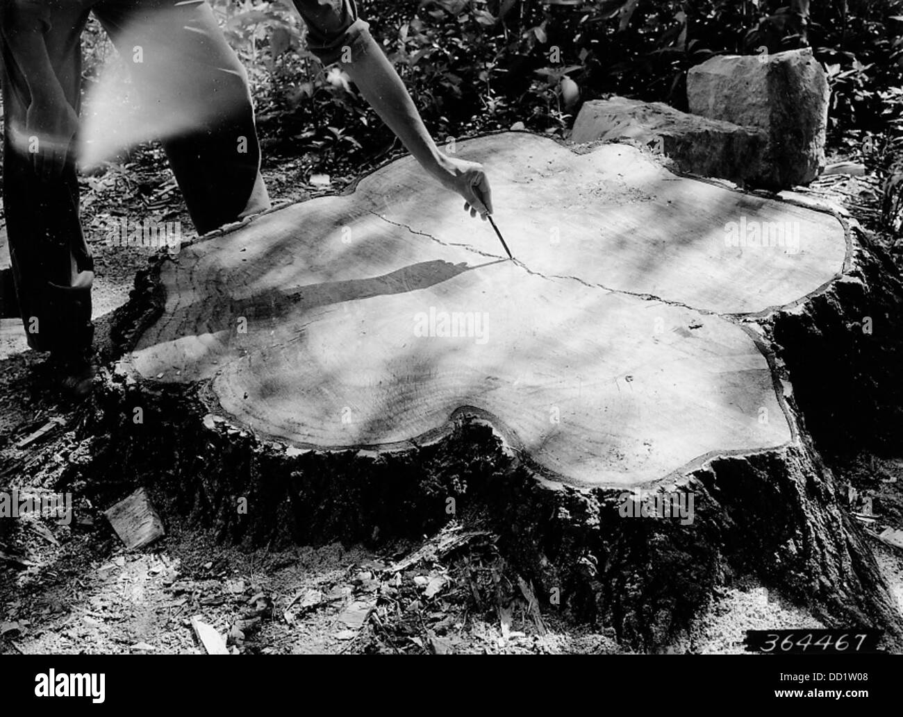 A photograph of a 23-year-old cottonwood tree, demonstrating its growth ...