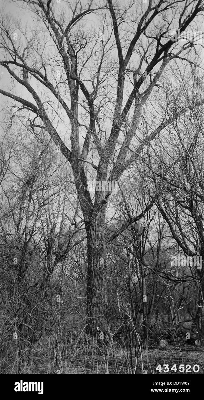 The photograph shows cottonwood trees, a species known for its ...
