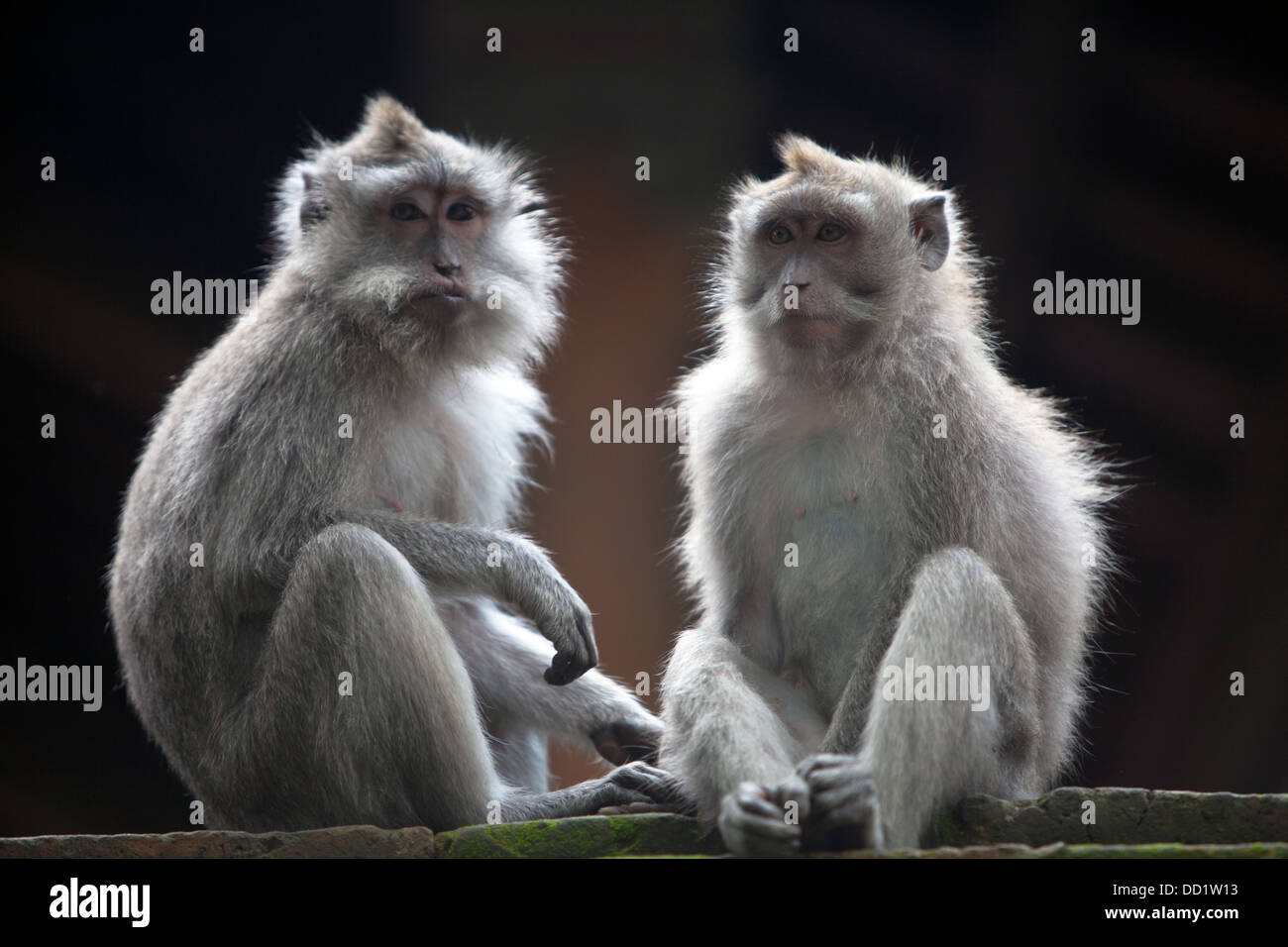Monkey Forest temple, Ubud, Bali, Indonesia Stock Photo - Alamy