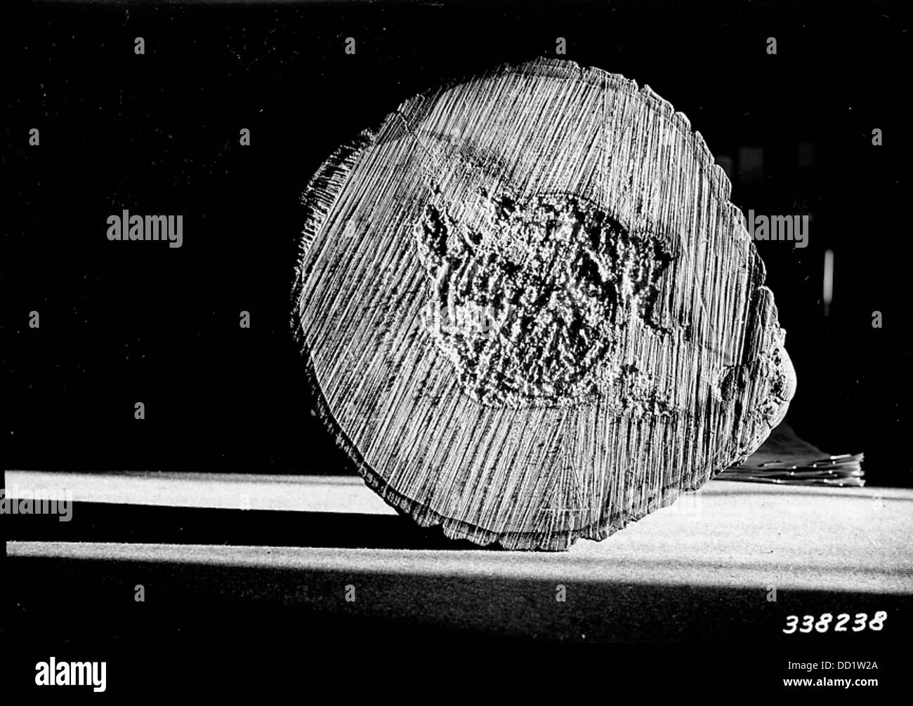 A cross-section of an aspen tree showing damage caused by the fungal ...