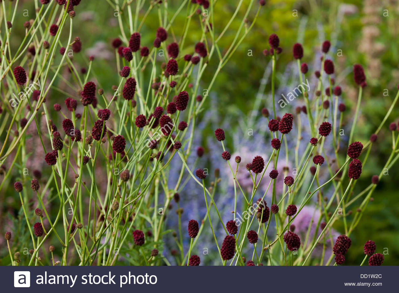 Sanguisorba Stock Photos & Sanguisorba Stock Images - Alamy
