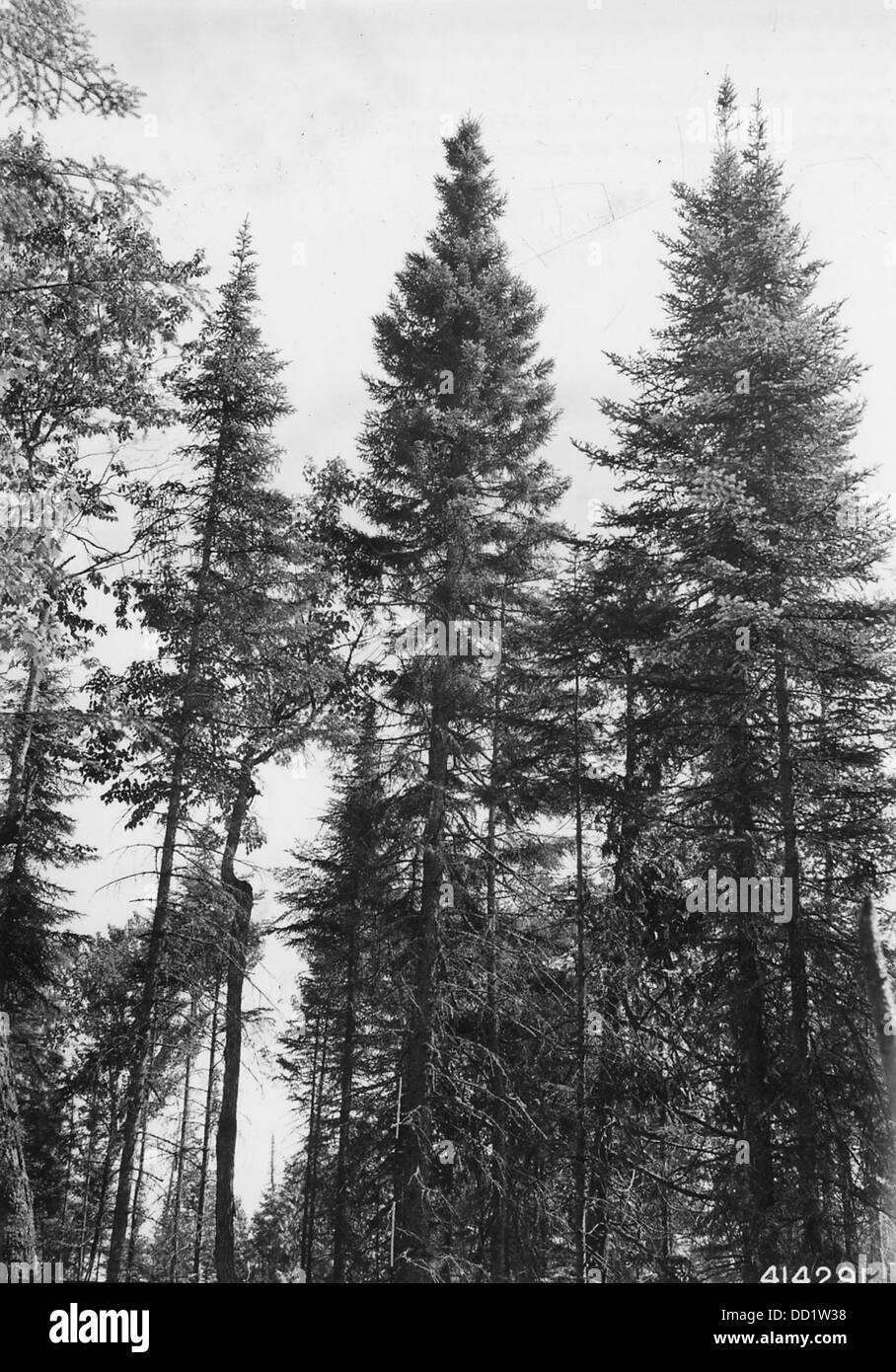 The image features the crown of a black spruce tree, showcasing the ...