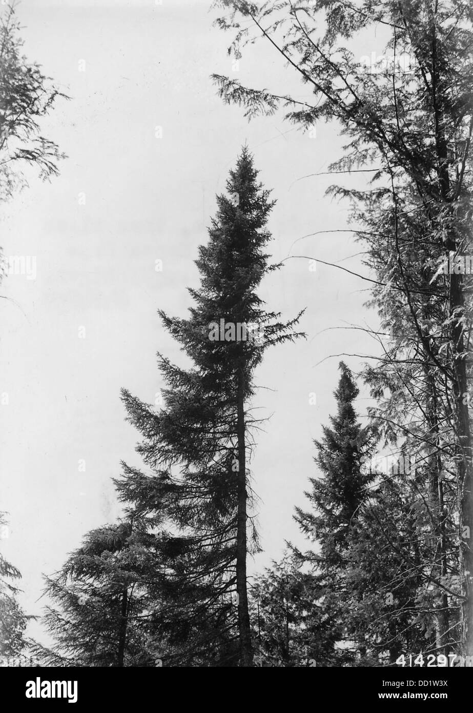 The crown of a Black Spruce tree is displayed, featuring dense clusters ...