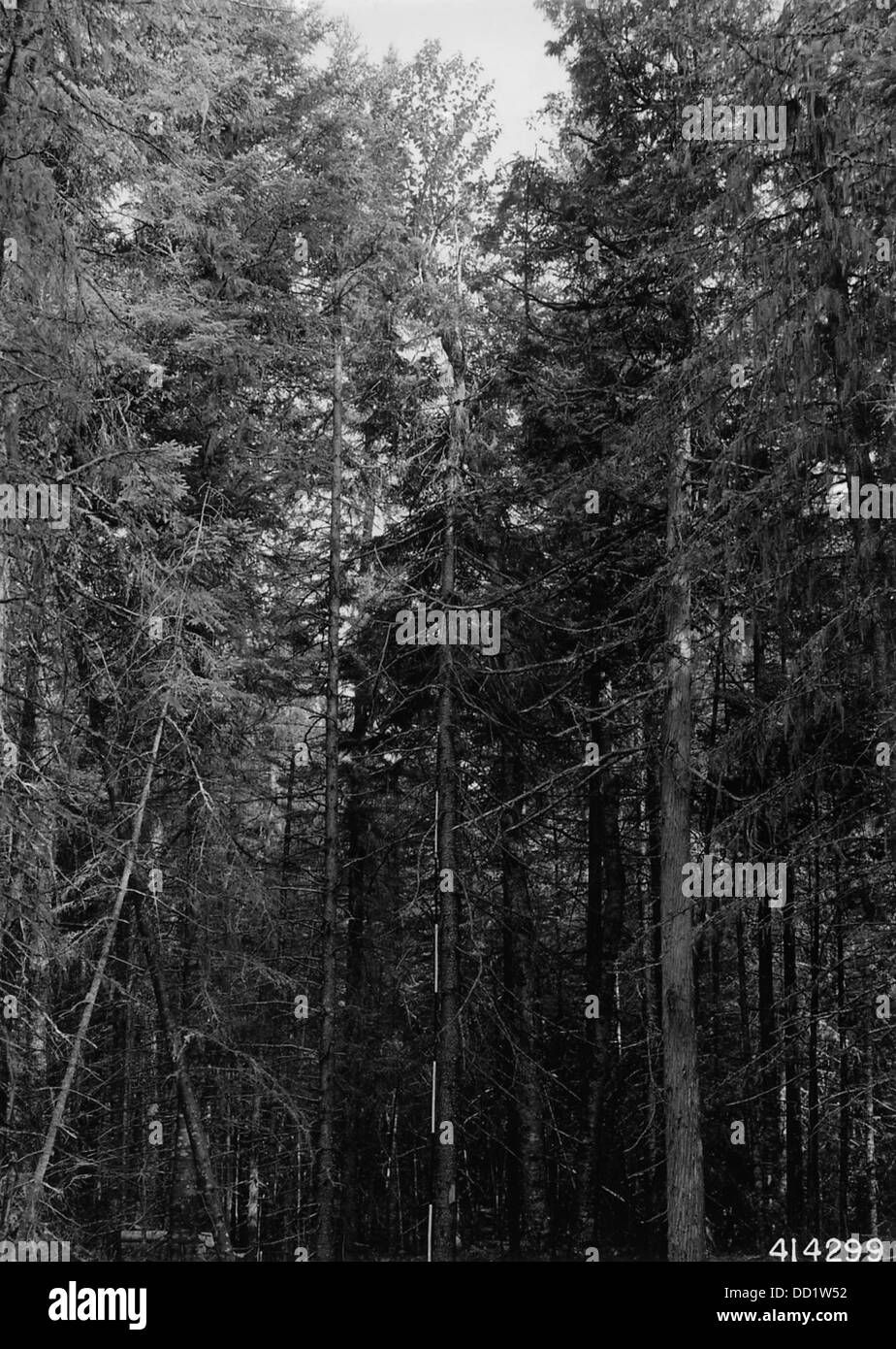 Spruce needles Black and White Stock Photos & Images - Alamy