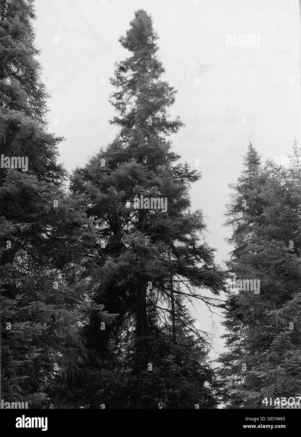 The crown of a black spruce tree shows the distinct needle structure ...