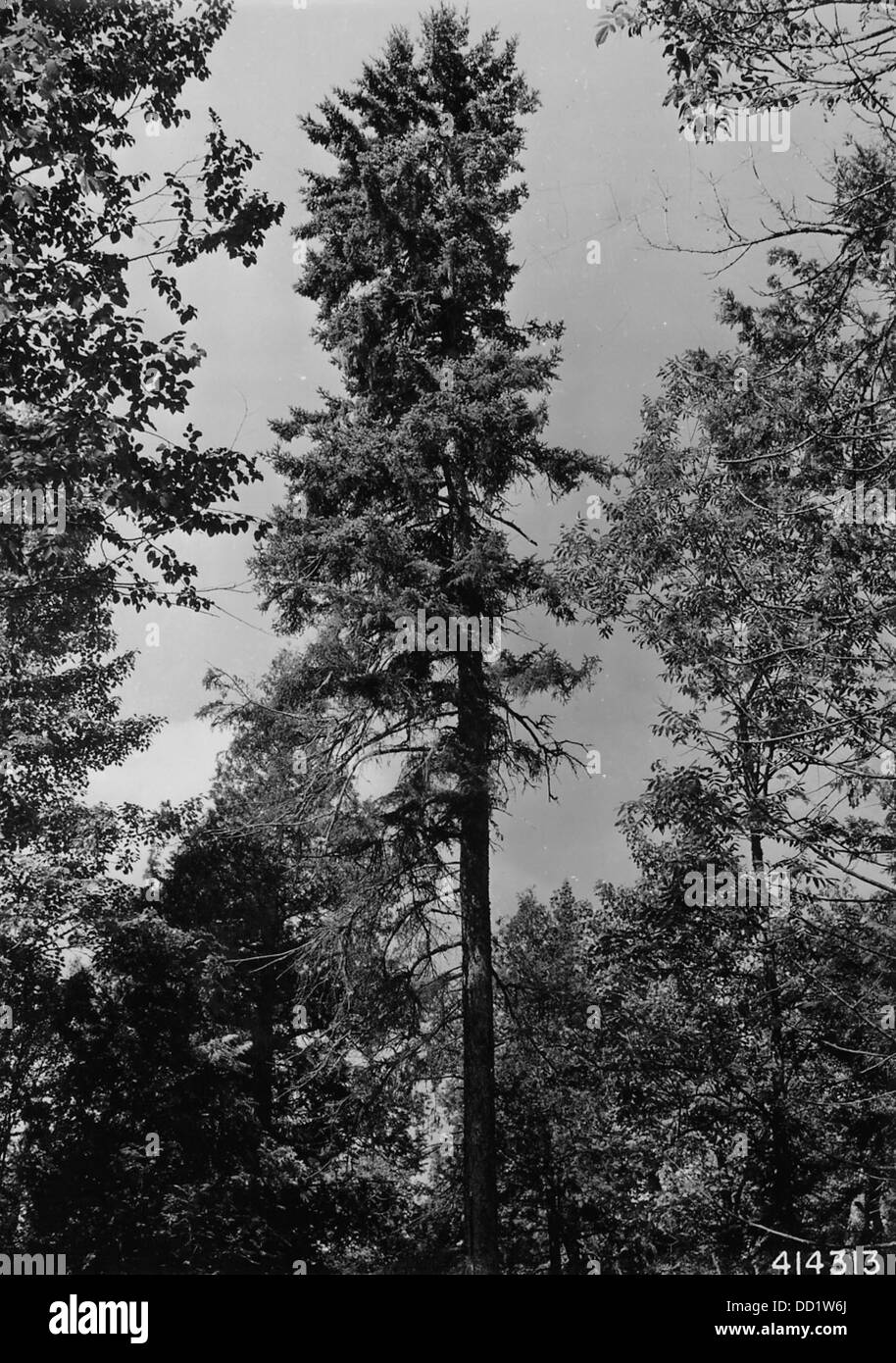 The crown of a white spruce tree is seen here, showcasing the dense ...