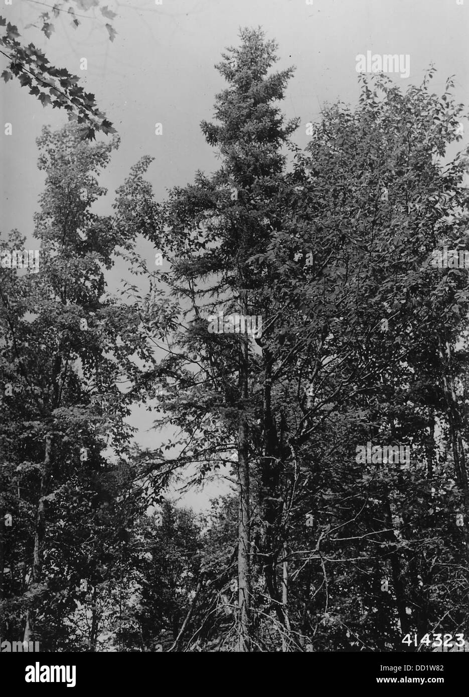 Close-up of the crown of a white spruce tree, showcasing its ...