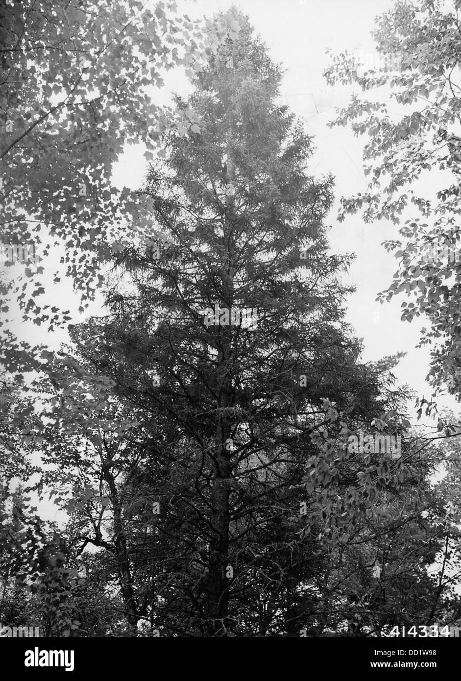 The crown of a White Spruce tree, showcasing the topmost part of this ...
