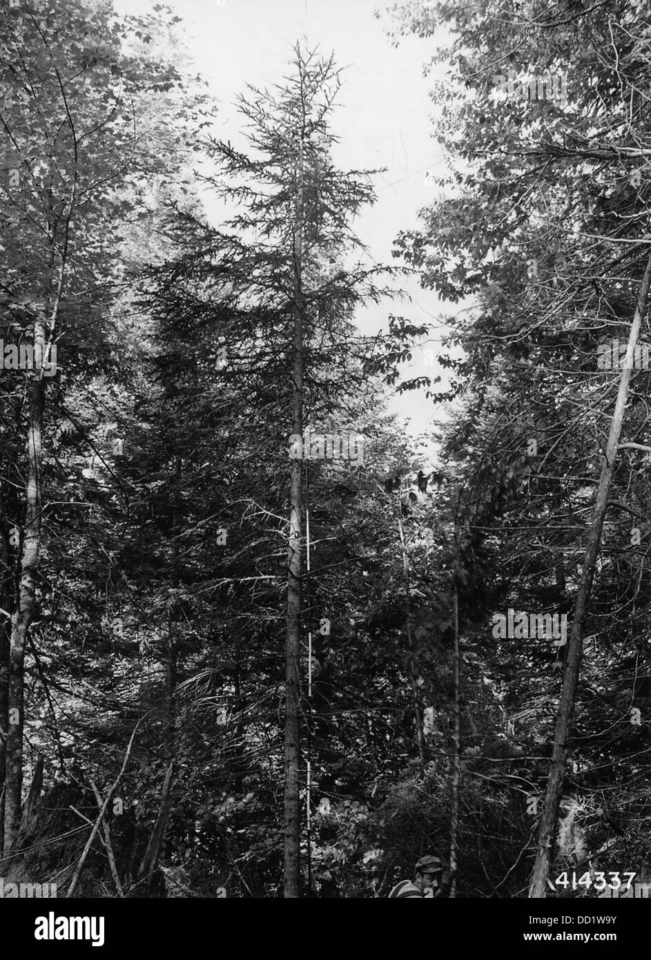 This photograph captures the crown of a White Spruce tree, a coniferous ...