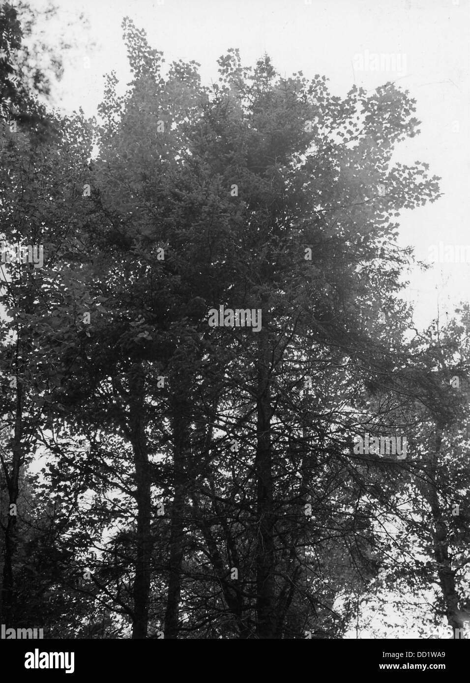 Crown of White Spruce Tree - - 2129269 Stock Photo - Alamy