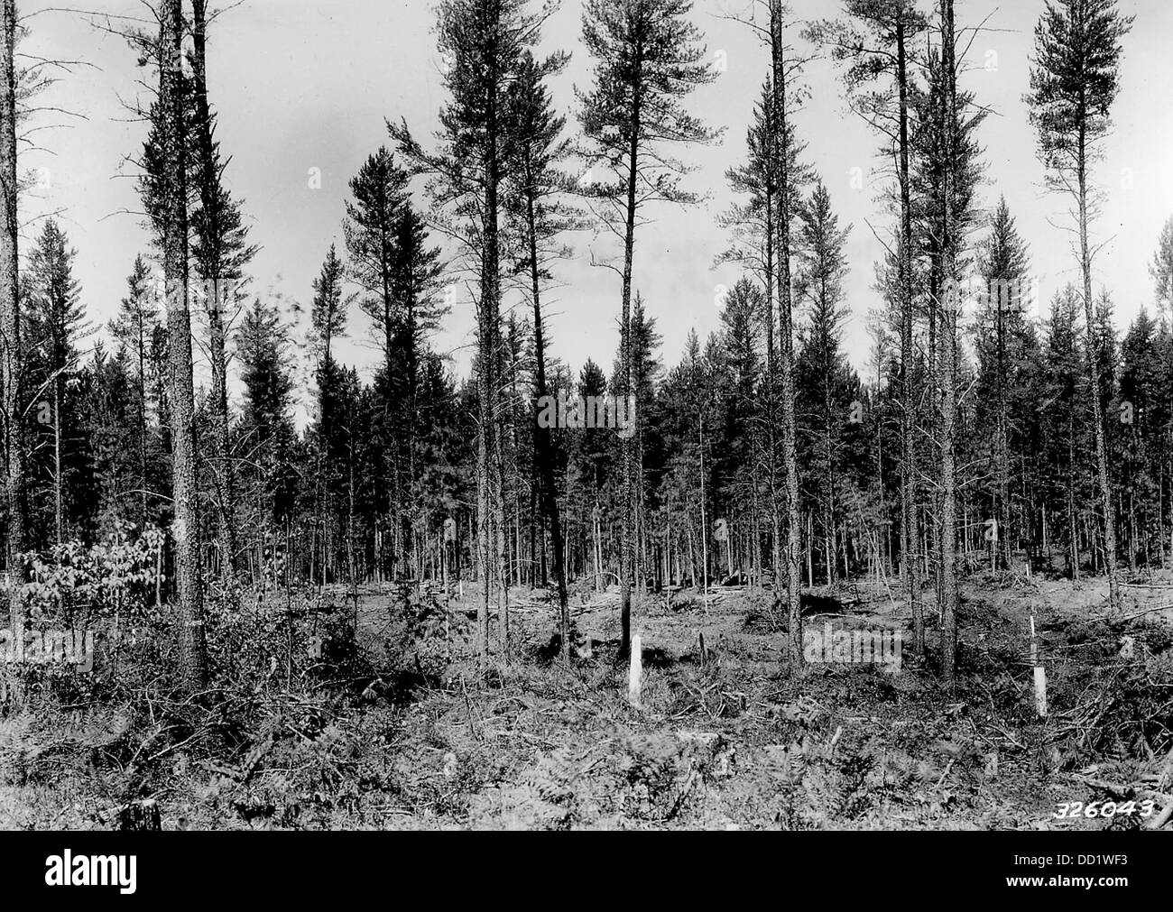 Logging industry showing timber Black and White Stock Photos & Images ...