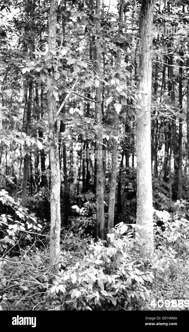 A cypress tree, depicted in its natural habitat. This tree species is ...
