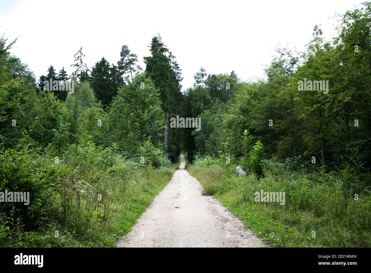 Scary path into the forest hi-res stock photography and images - Alamy