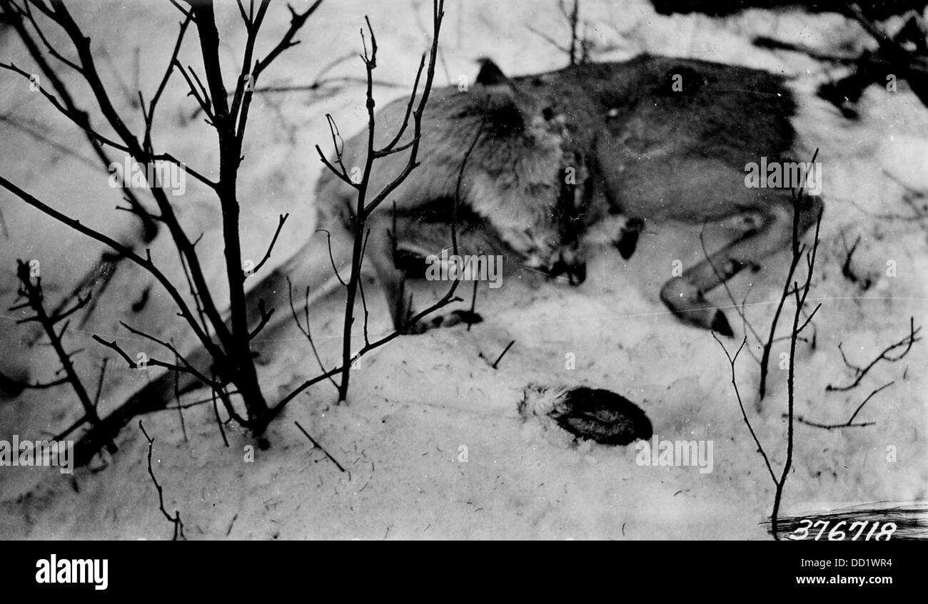 Fauna cycle Black and White Stock Photos & Images - Alamy