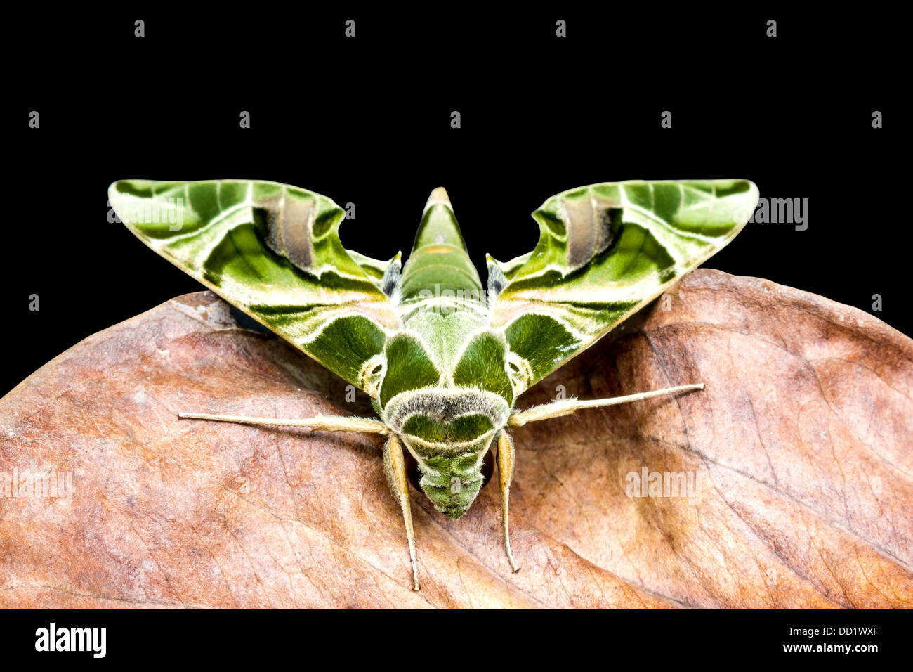 Oleander Hawk-moth is on dry leaf Stock Photo - Alamy