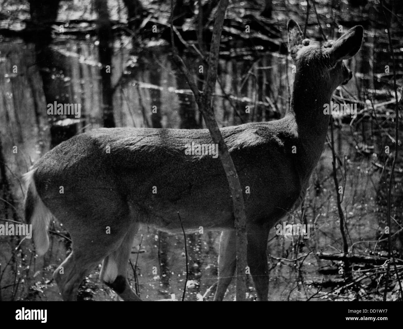 A photograph of a deer, captured in its natural habitat. The image ...