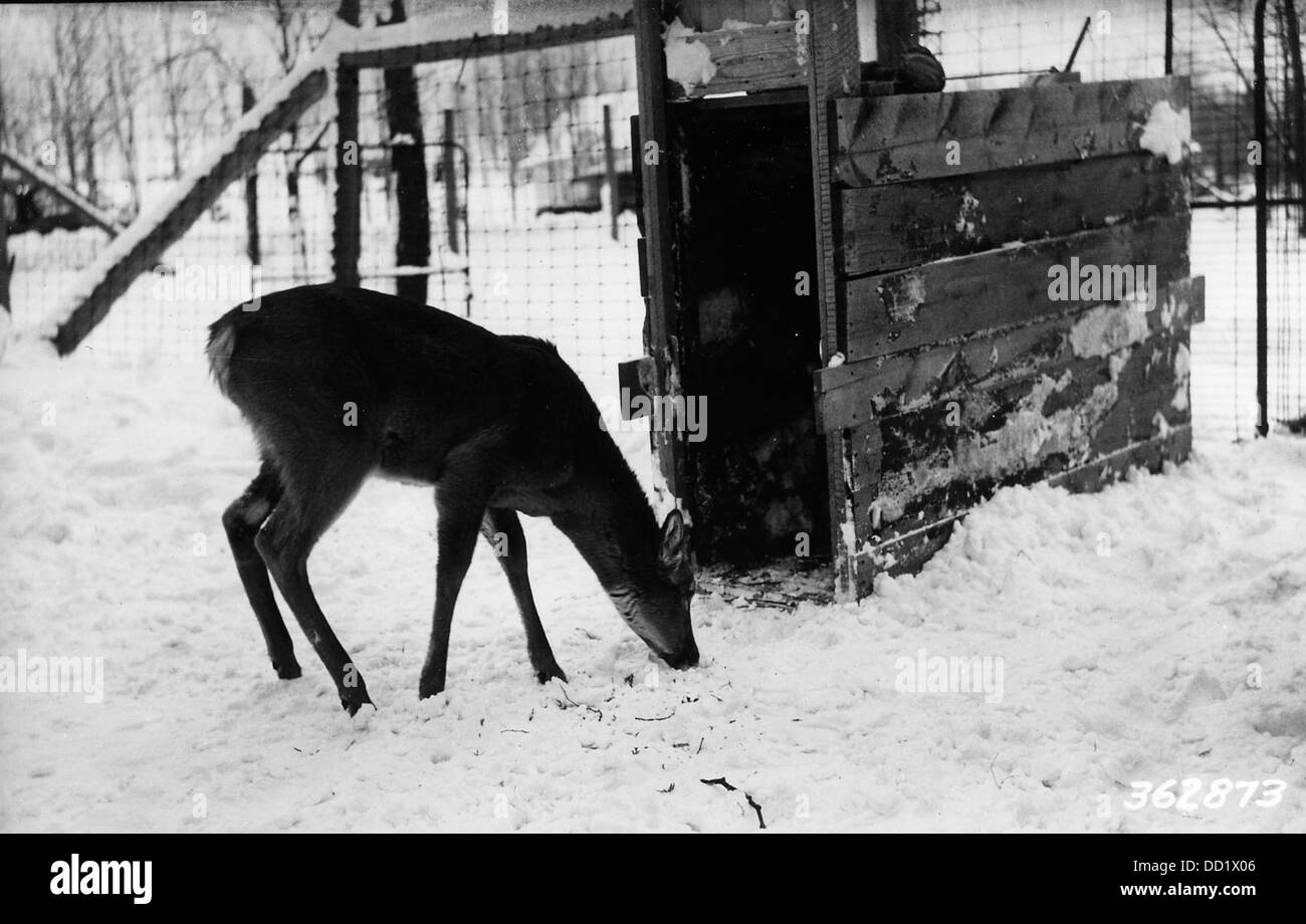 Deer Approaching Trap - - 2127959 Stock Photo - Alamy