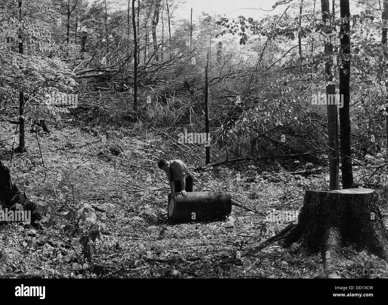 Destructive logging on private land, showcasing the environmental ...