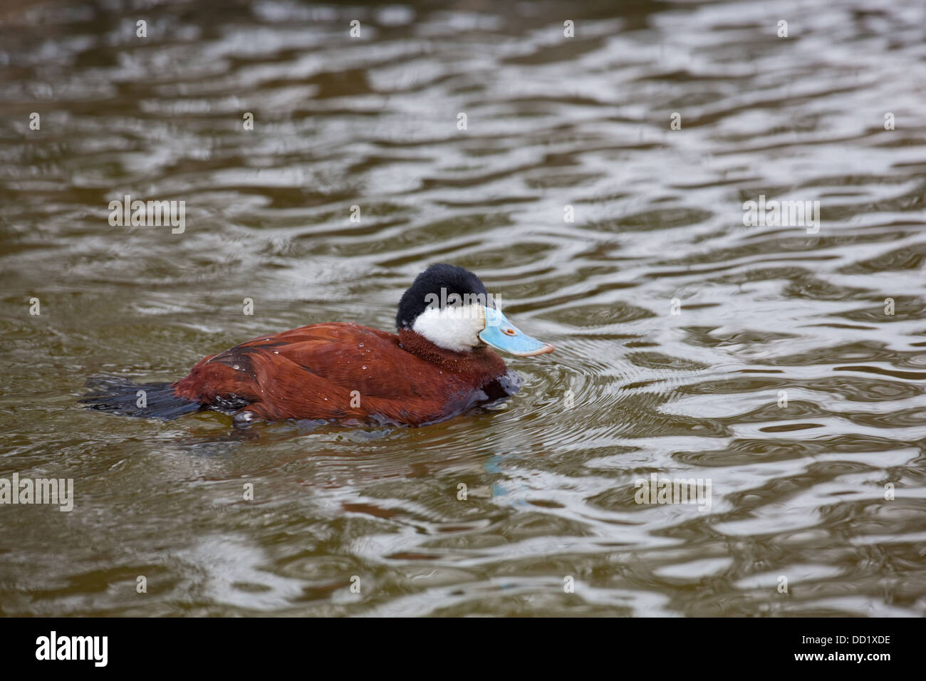 North American Ruddy Duck (Oxyura jamaicensis). Male or drake, swimming ...