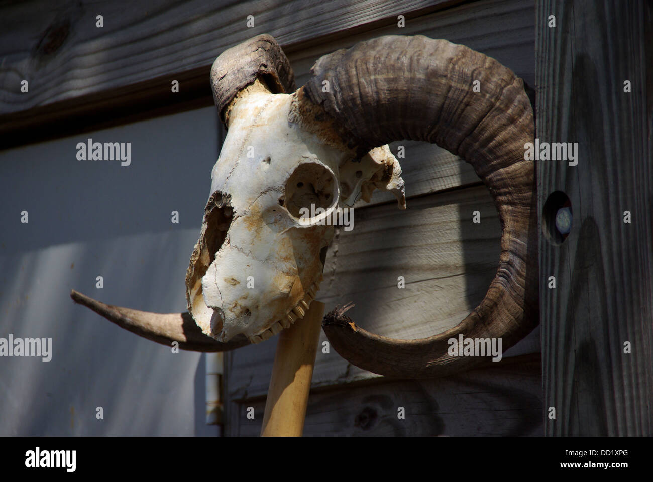 Rams Ram Skull High Resolution Stock Photography and Images - Alamy