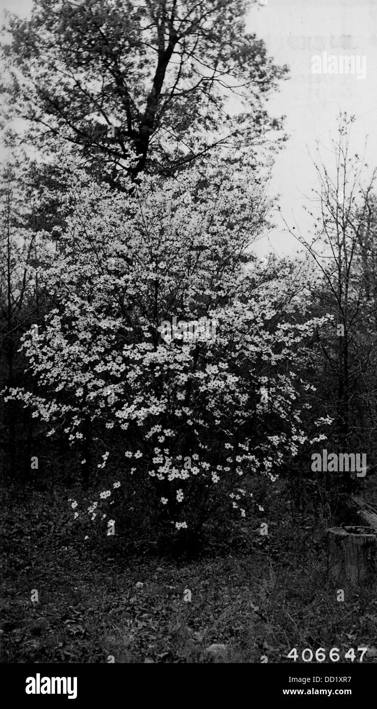 Tree about to bloom Black and White Stock Photos & Images - Alamy
