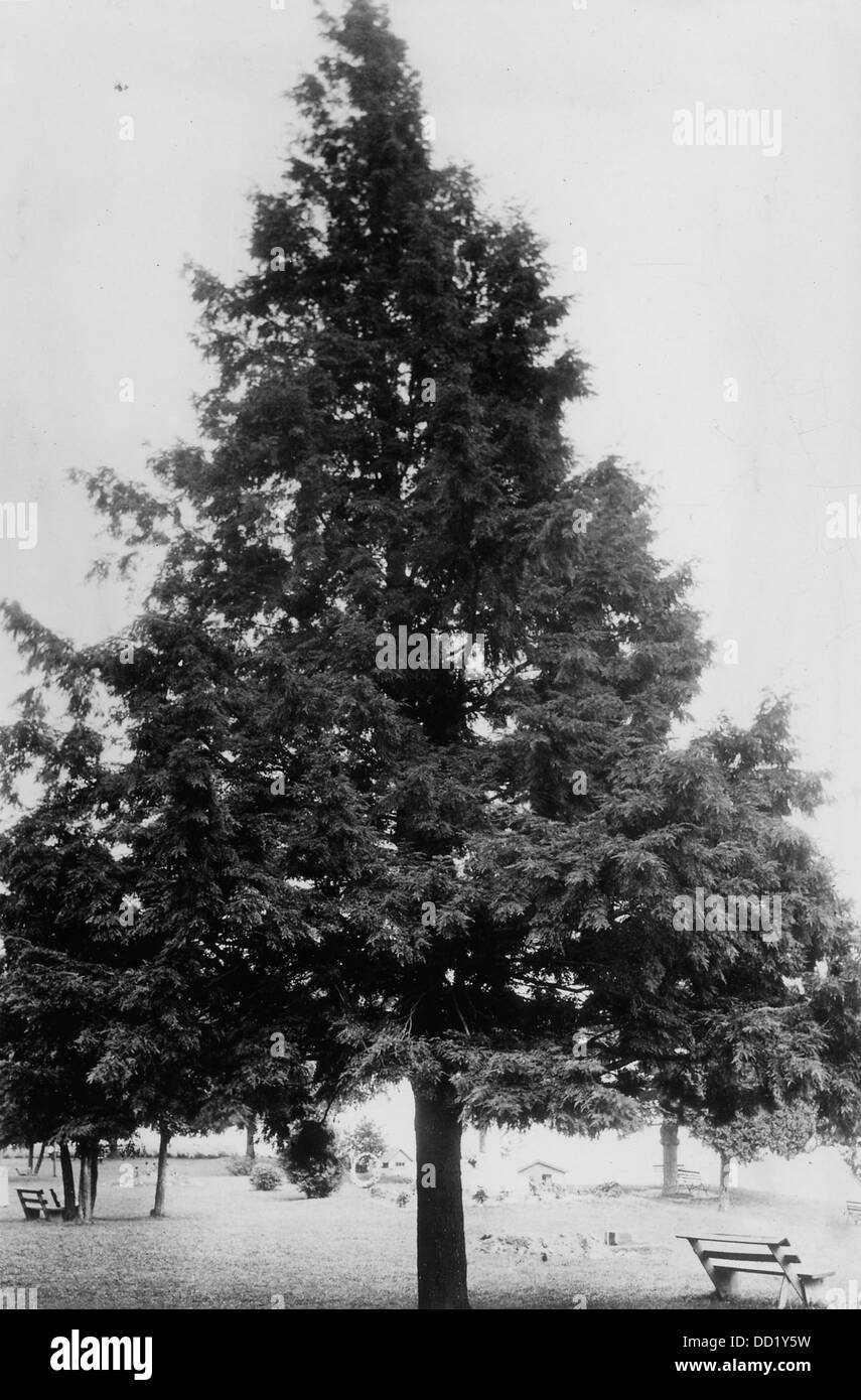 The Eastern Hemlock is a coniferous tree native to the eastern United ...