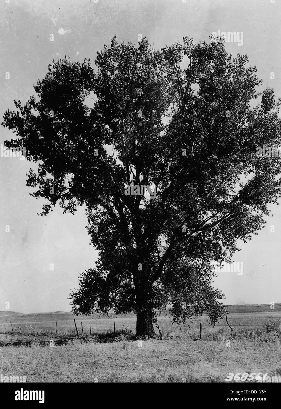 Eastern deciduous forest canopy hi-res stock photography and images - Alamy