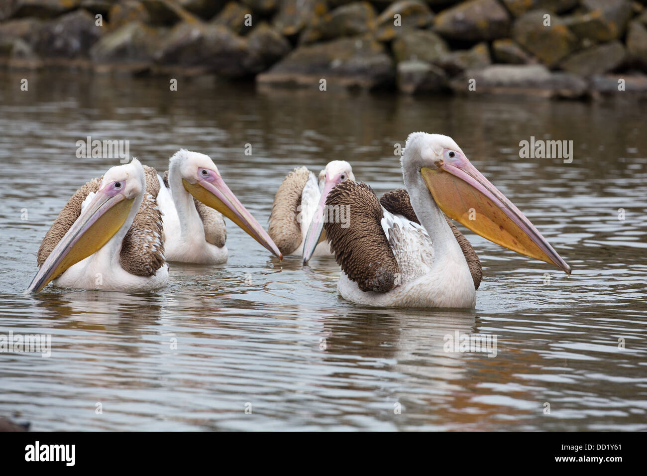Splashing motor hi-res stock photography and images - Alamy