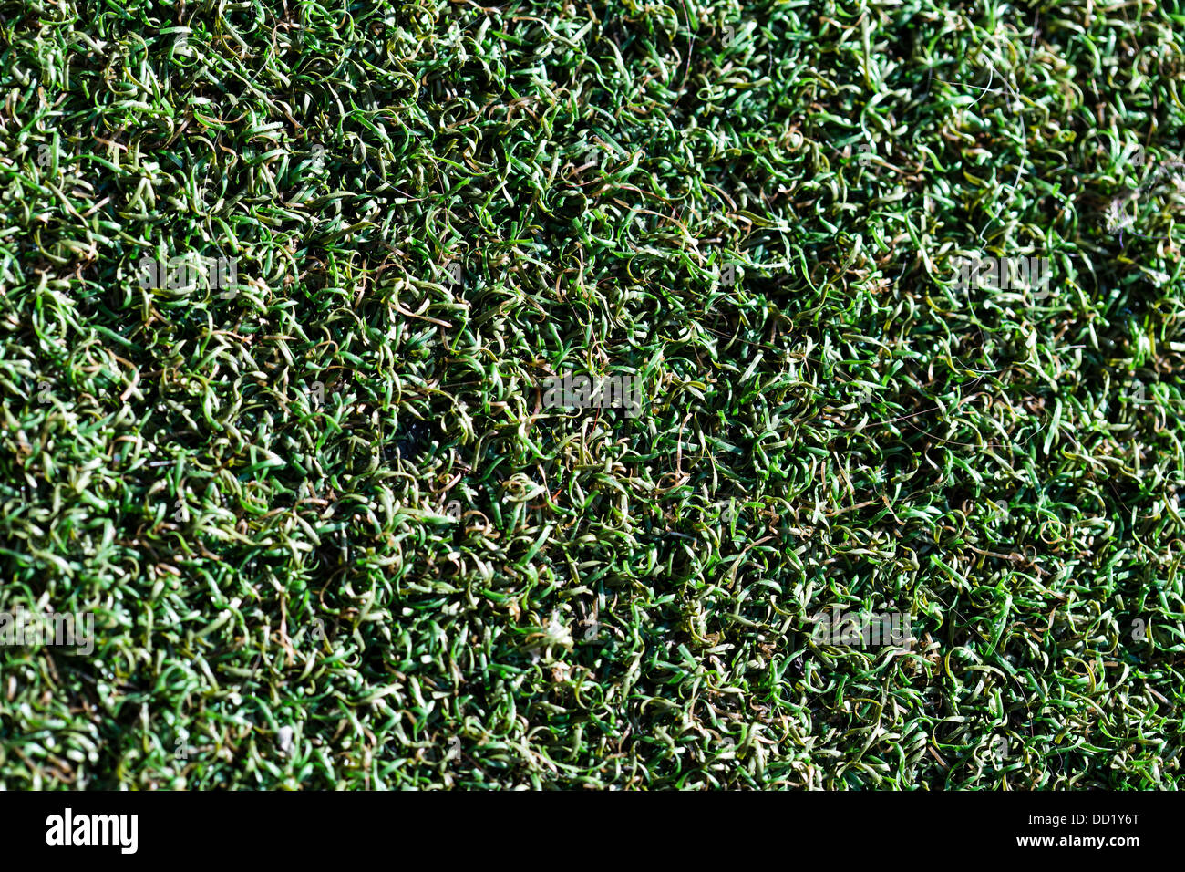 Artificial plain grass background texture- Close -up Stock Photo - Alamy
