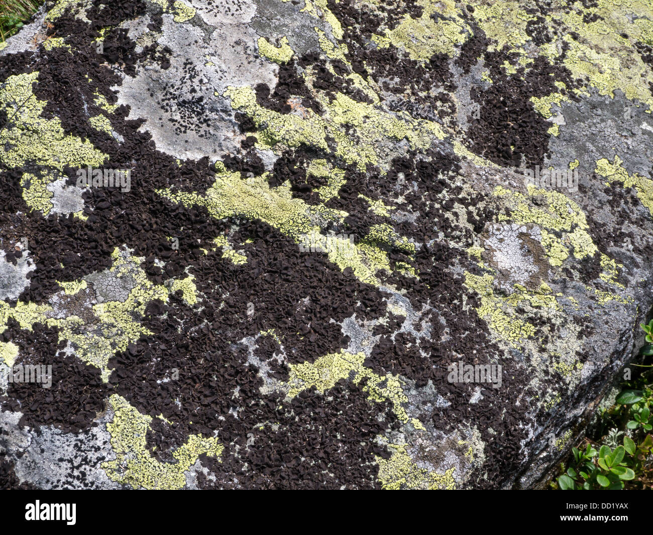 Moss on rock near hi-res stock photography and images - Alamy