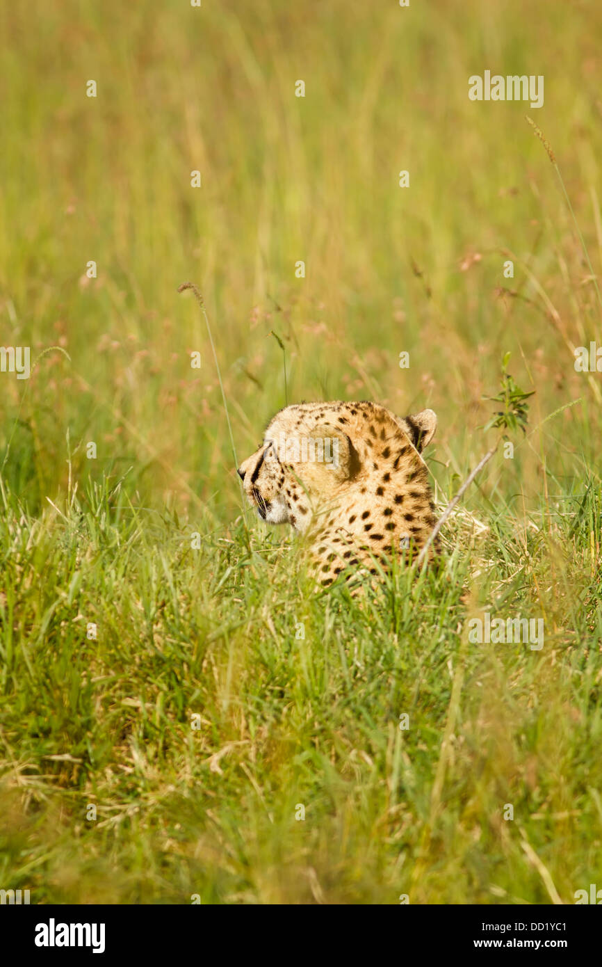 Cheetah side profile hi-res stock photography and images - Alamy