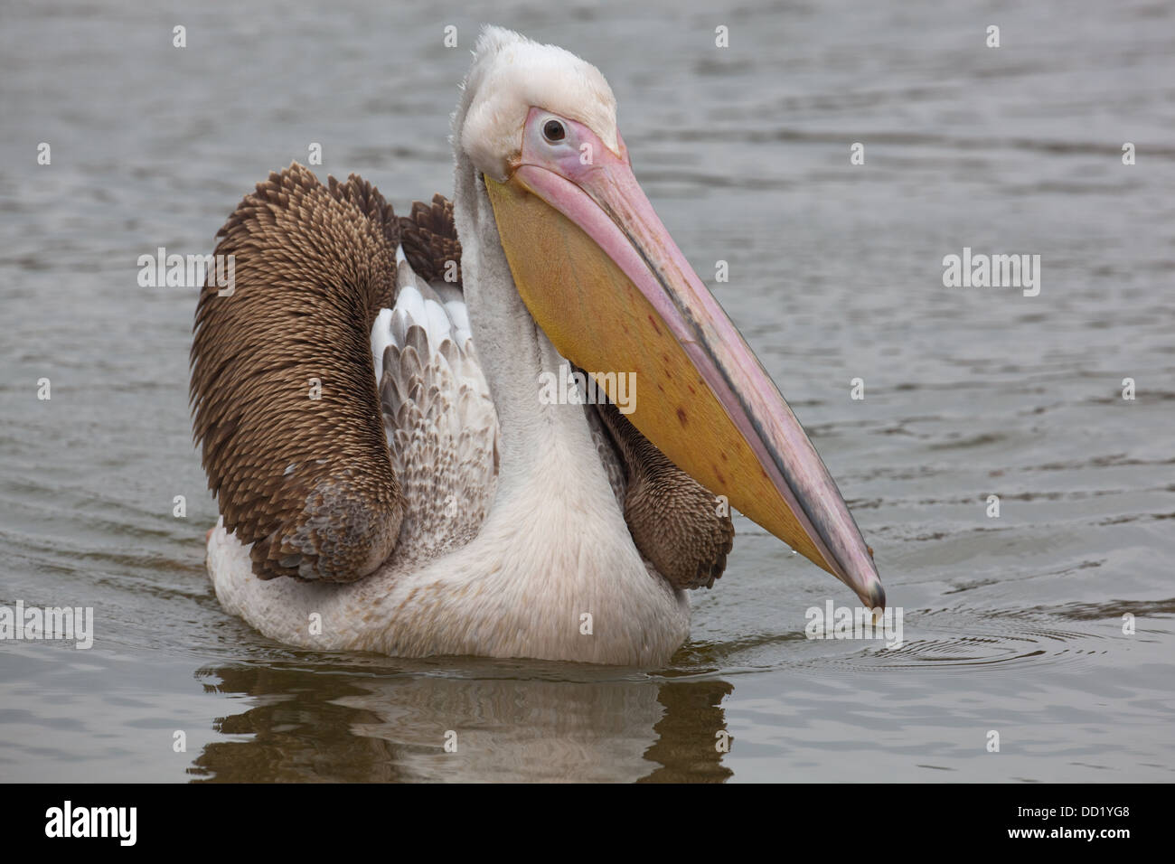 Pelican facing forward hi-res stock photography and images - Alamy