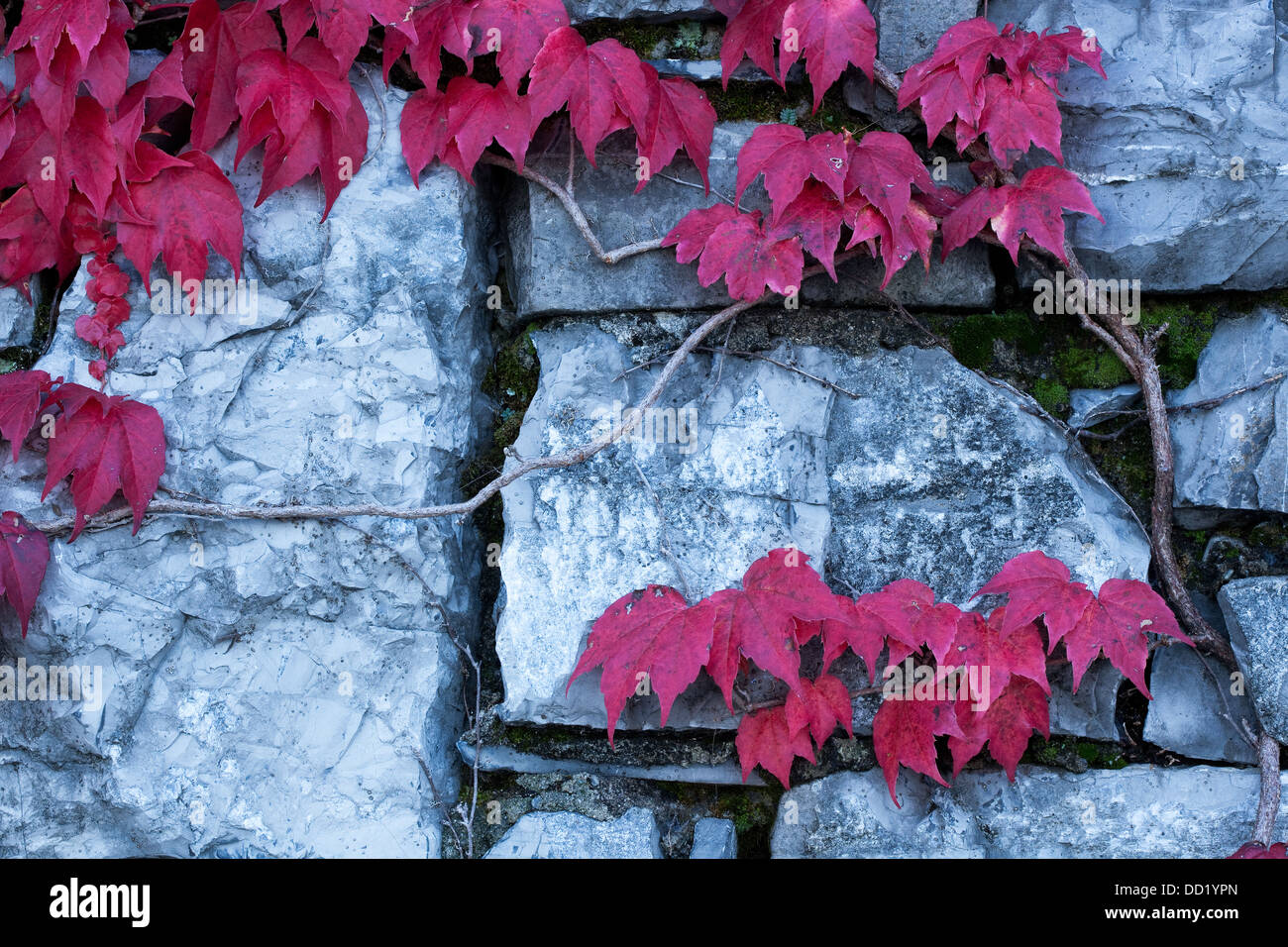 Red ivy leaves hi-res stock photography and images - Alamy