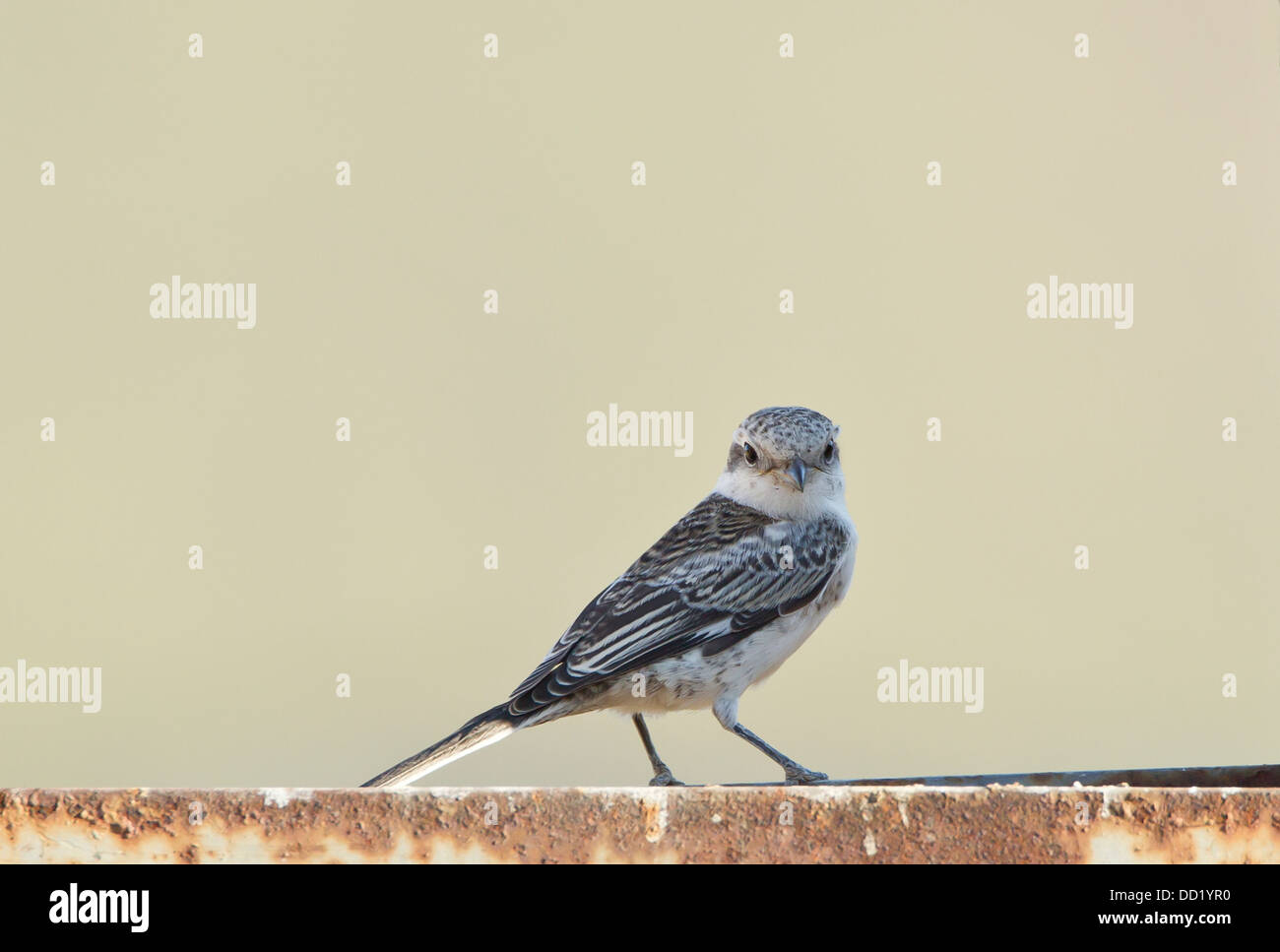 Juvenile Masked Shrike Lanius nubicus Southern Turkey September Stock ...