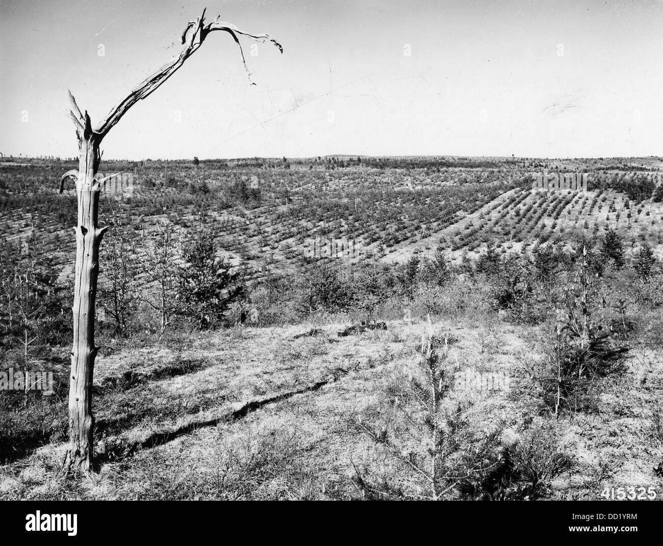 This image shows an extensive plantation of Jack Pine trees, focusing ...