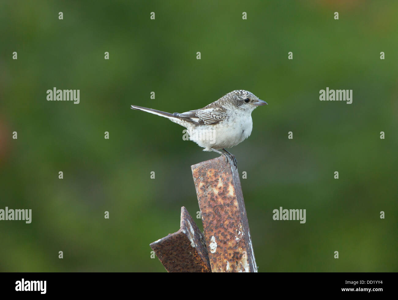 Juvenile Masked Shrike Lanius nubicus Southern Turkey September Stock ...