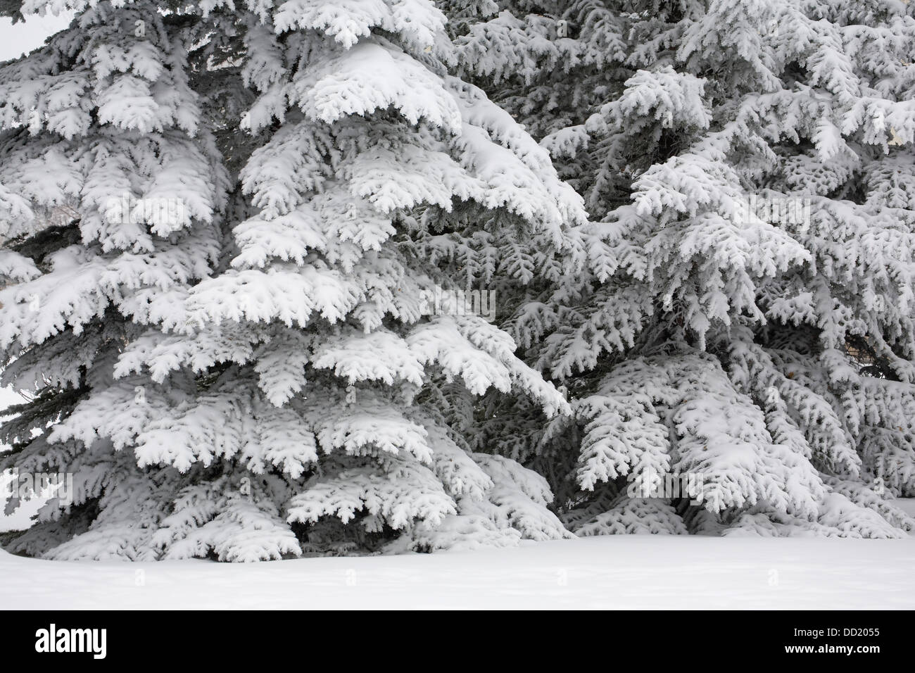 Snow Covered Evergreen Trees; Calgary, Alberta, Canada Stock Photo - Alamy