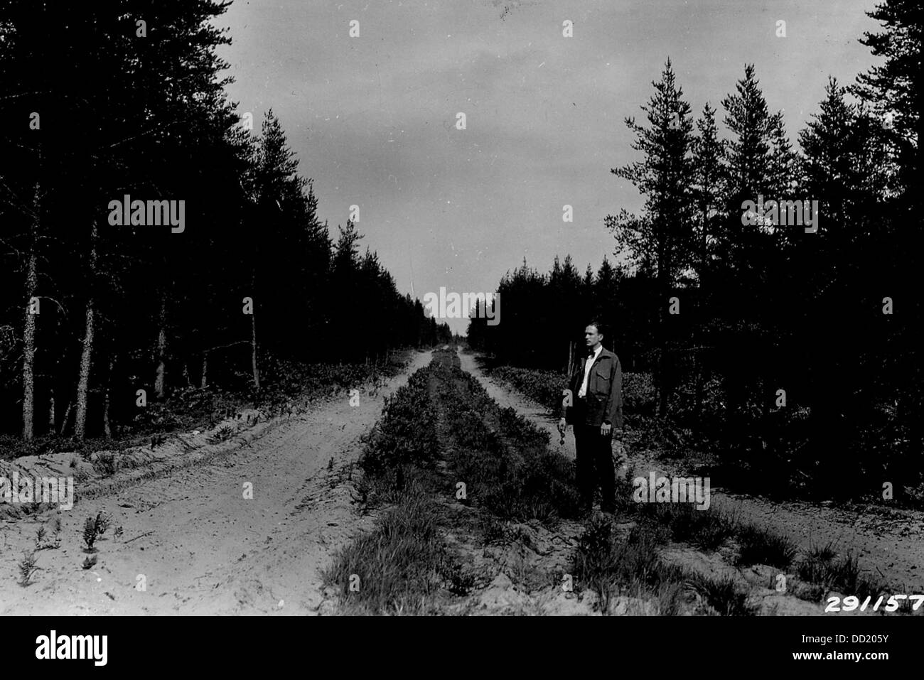 This photograph illustrates a fireline with two disced strips and a ...