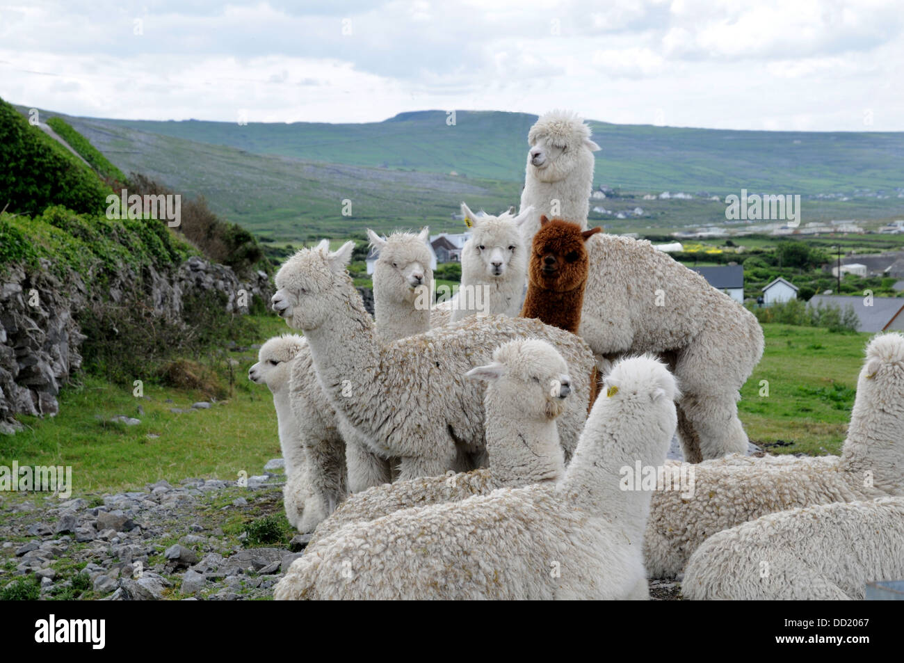 An amusing gathering of Alpacas pose for the camera in the Irish ...