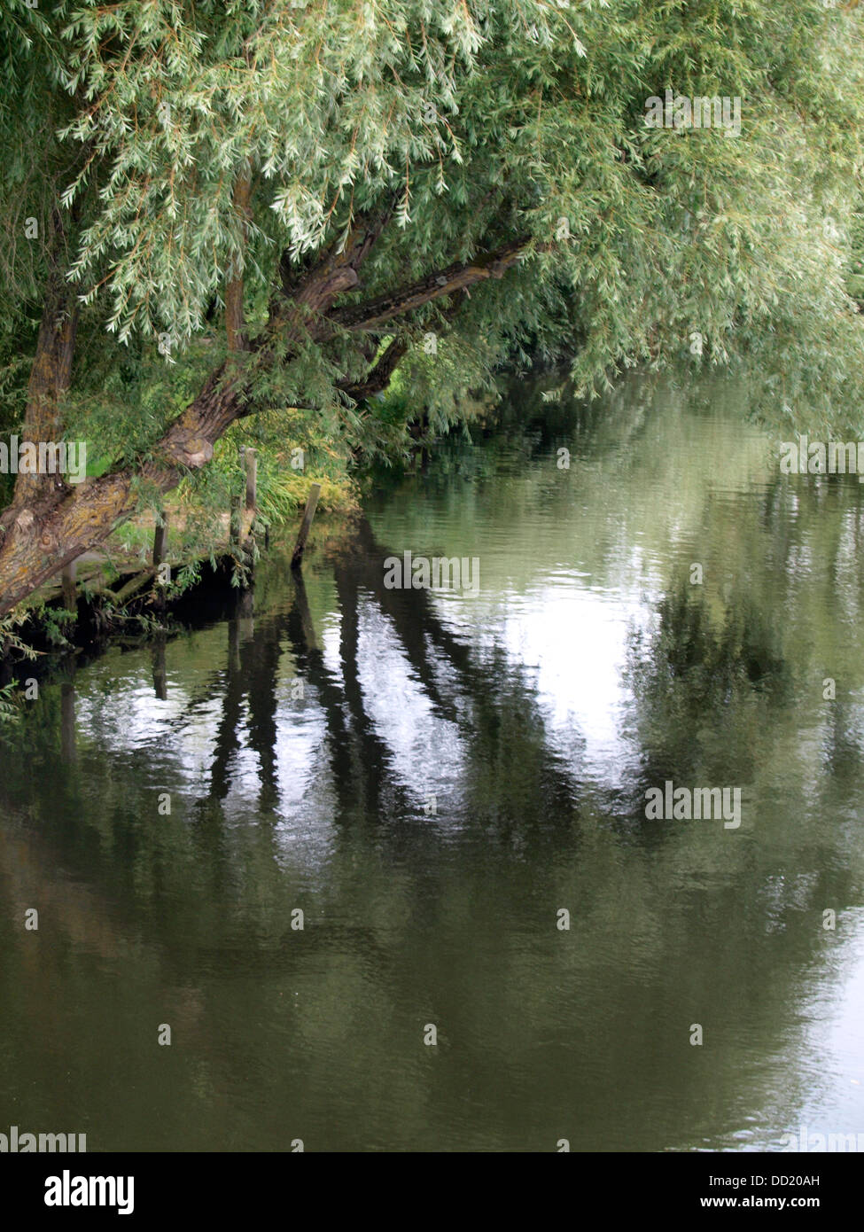 Tree hanging over a river hi-res stock photography and images - Alamy