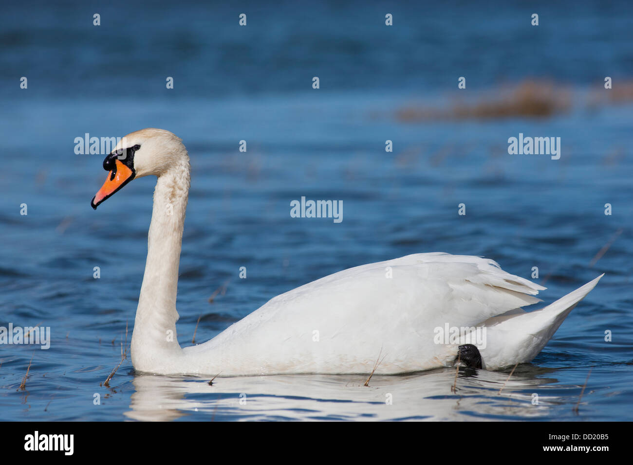 A Swan Swimming In The Water; Northumberland, England Stock Photo - Alamy
