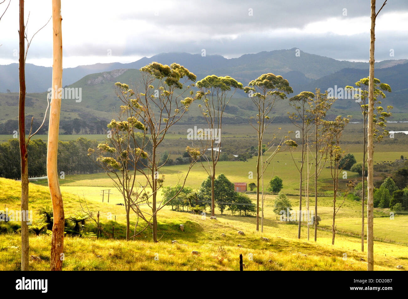 The beautiful country landscape of the North Island , New Zealand Stock ...