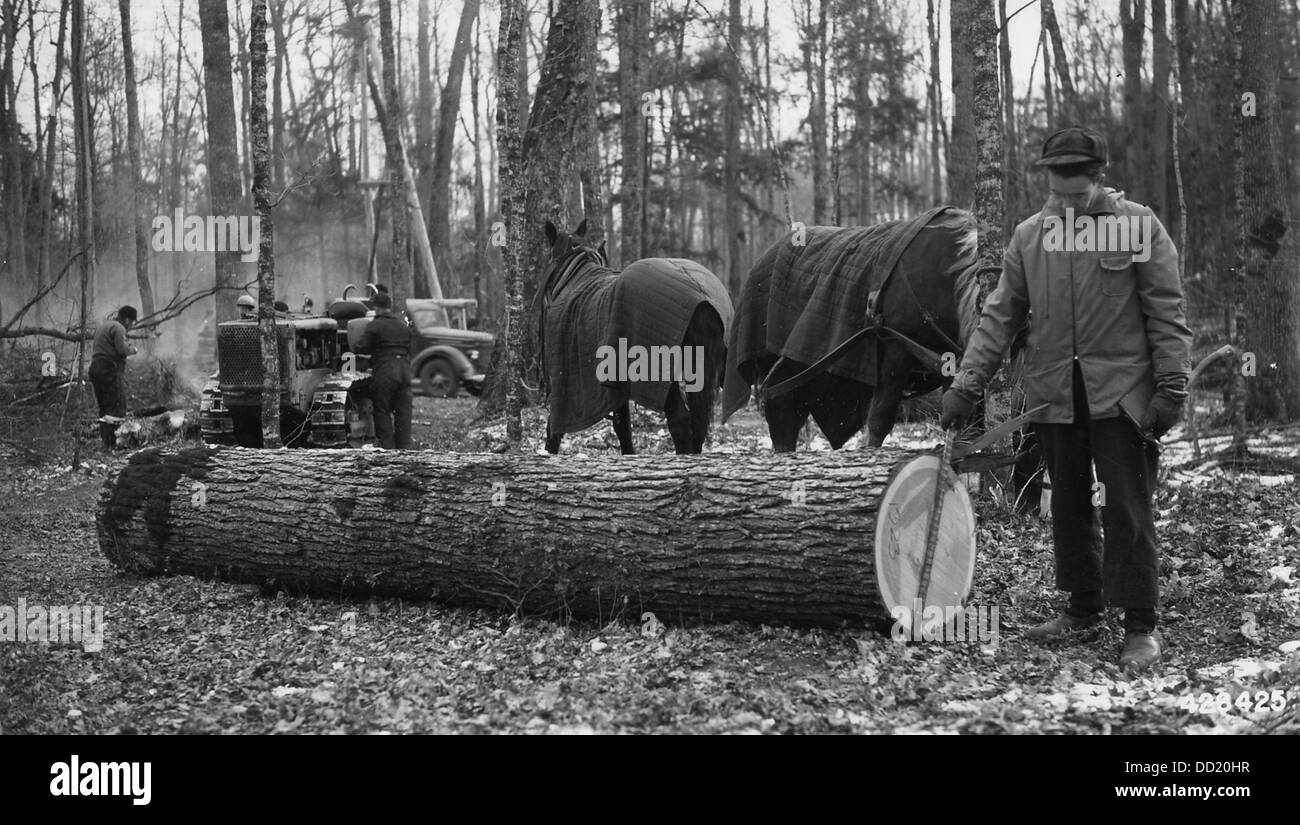 Log scaling hi-res stock photography and images - Alamy