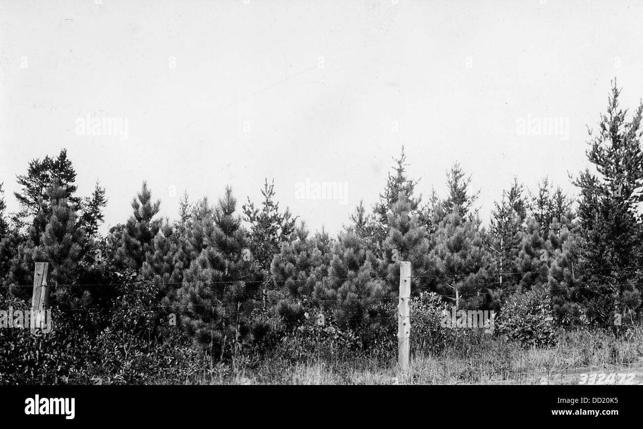 The U.S. Forest Service is shown planting vegetation on a municipal ...