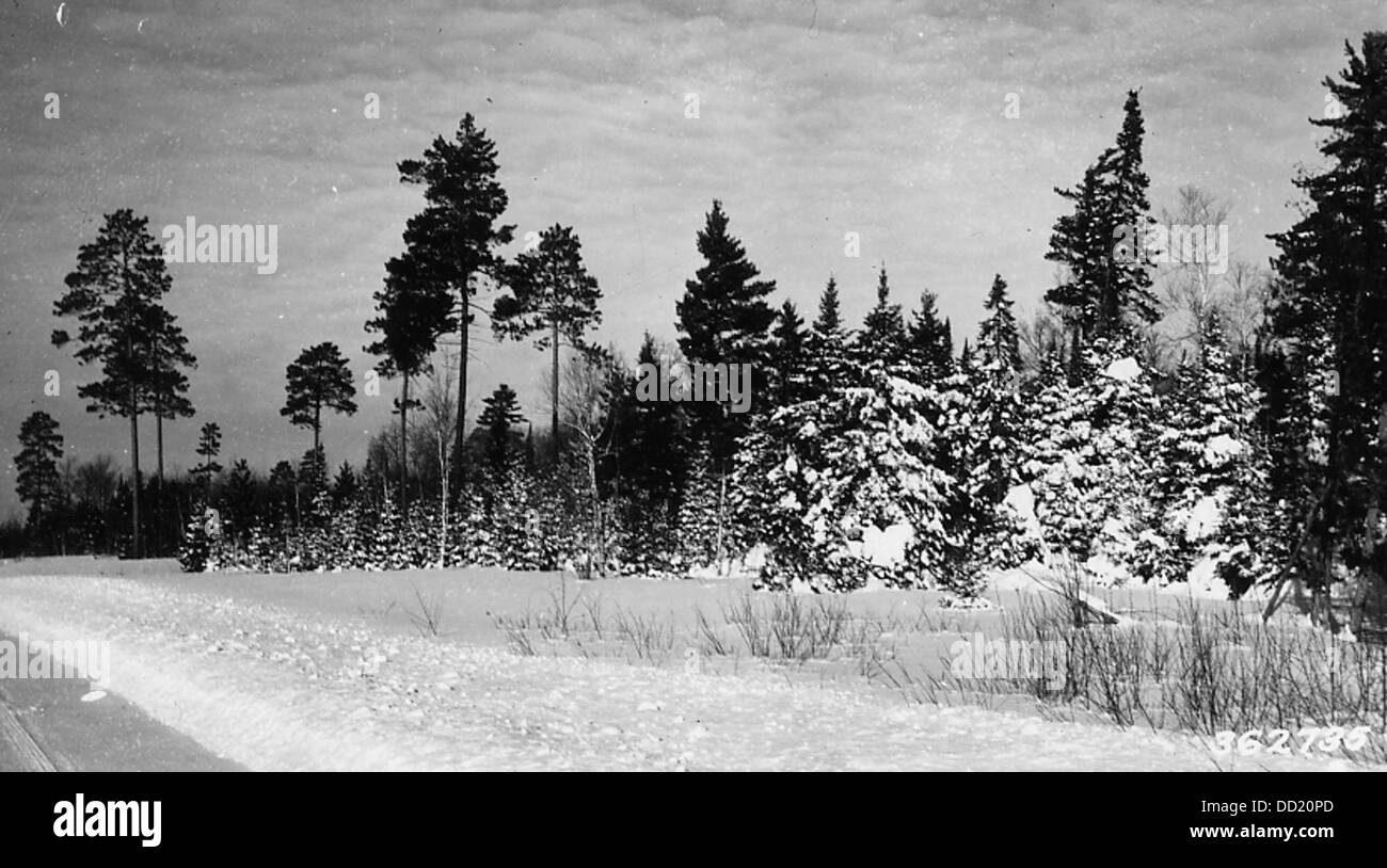 Balsam tree Black and White Stock Photos & Images - Alamy