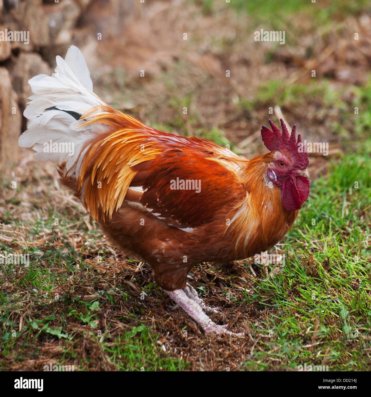 A Rooster; Lamchhog Lhakhang Thimpu Bhutan Stock Photo - Alamy